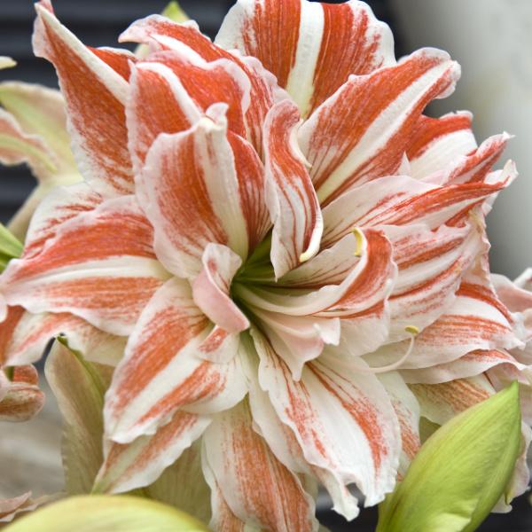Heart-Warming Amaryllis for Winter Cheer