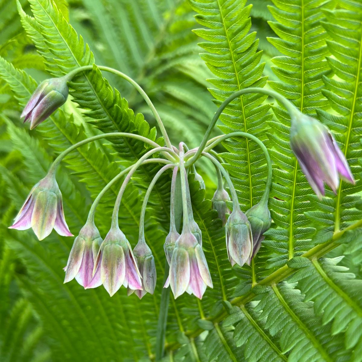 Allium siculum ssp. bulgaricum Fireworks!