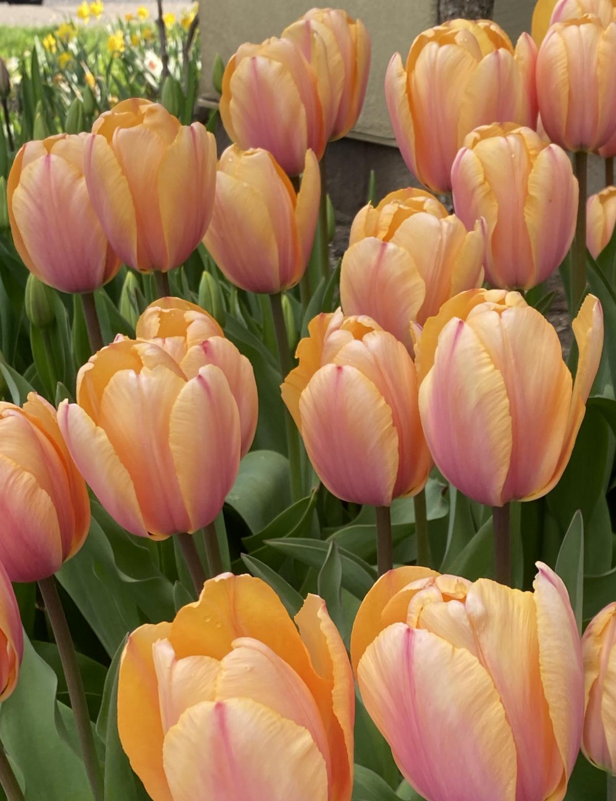 Impressive Impression Tulips