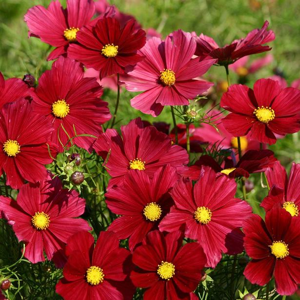 The New Faces of Cosmos