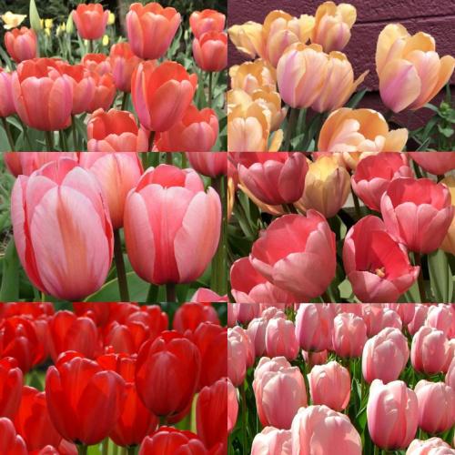 Impressive Impression Tulips