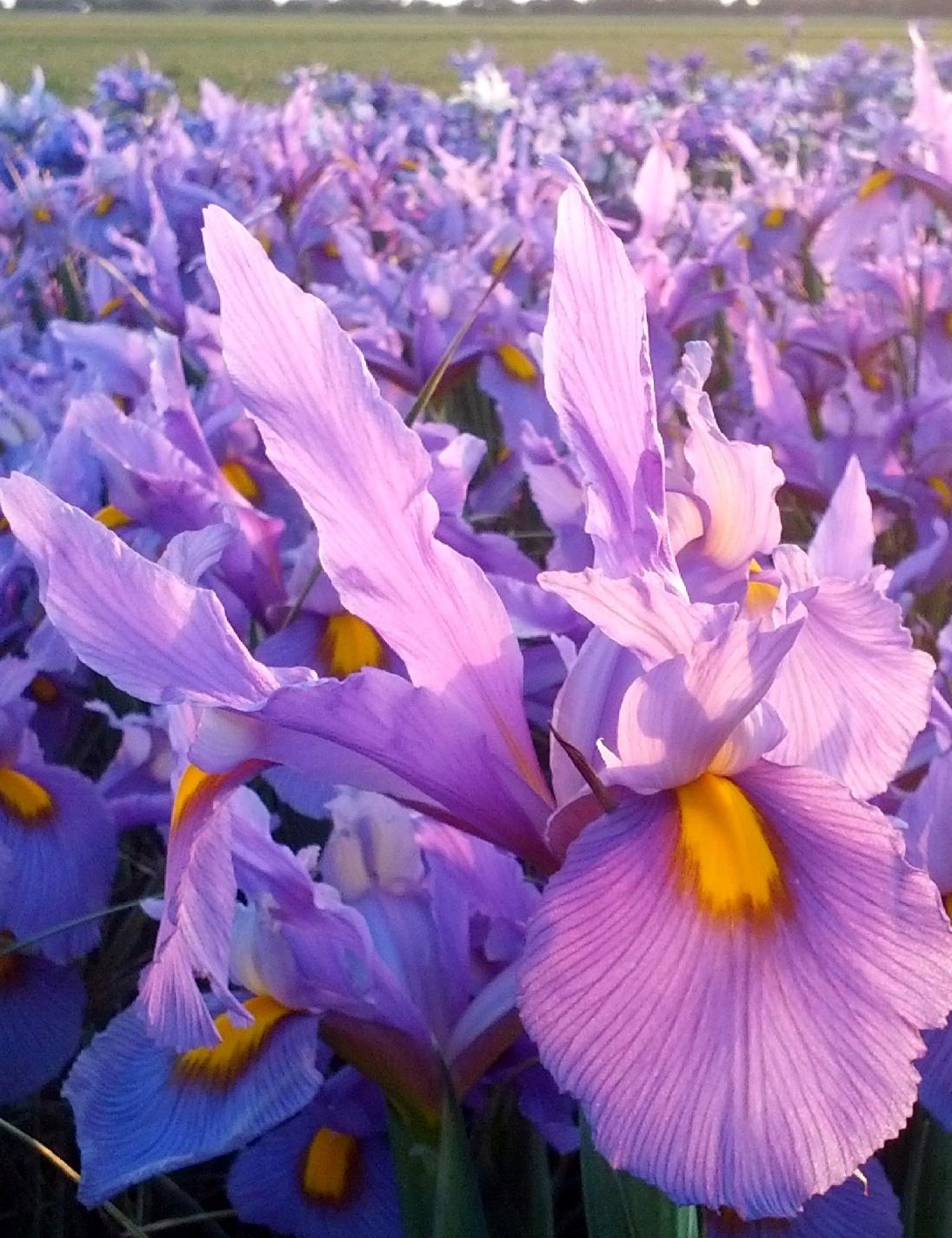 Goddess of the Rainbow: Iris hollandica