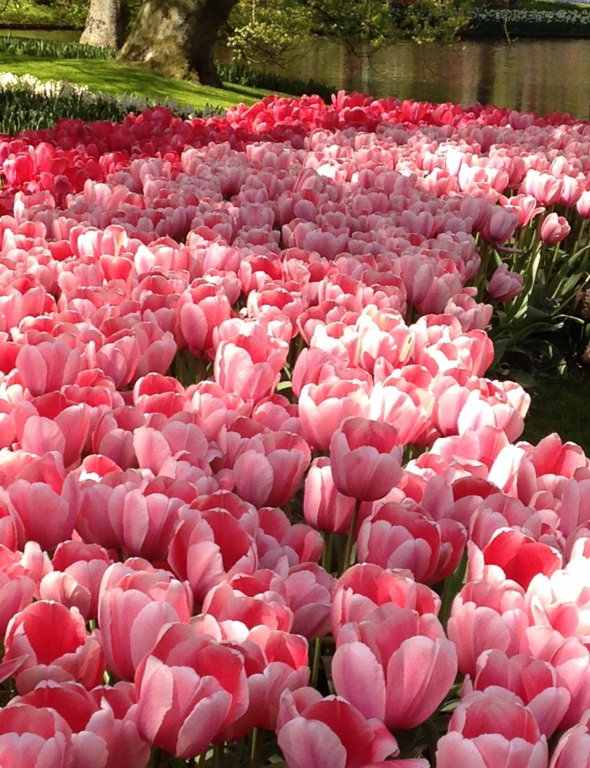 Impressive Impression Tulips