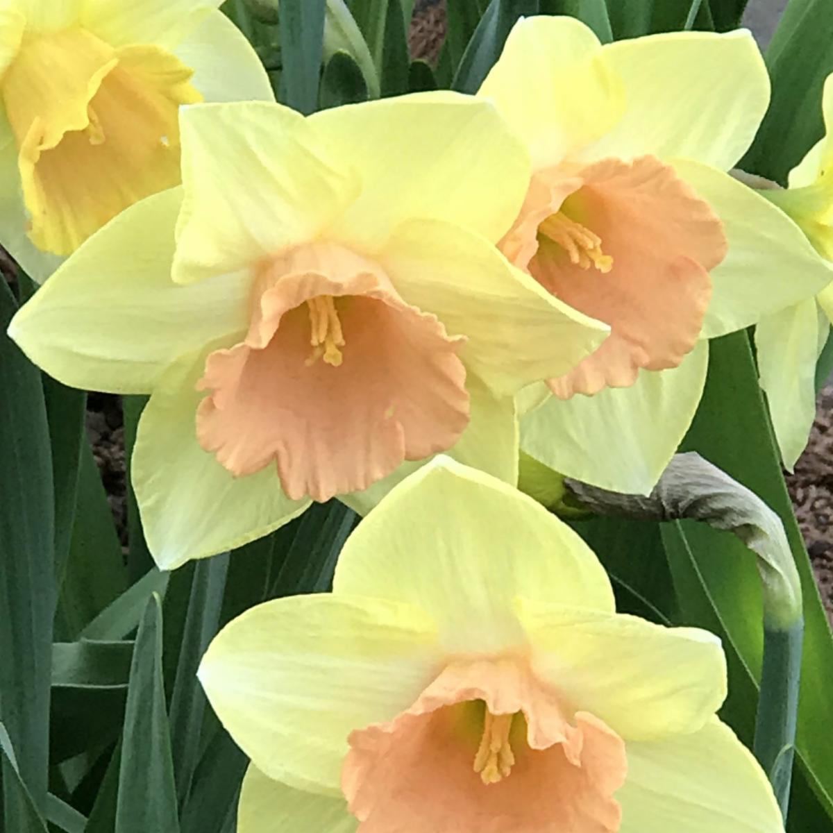 Luscious Large Cupped Narcissi