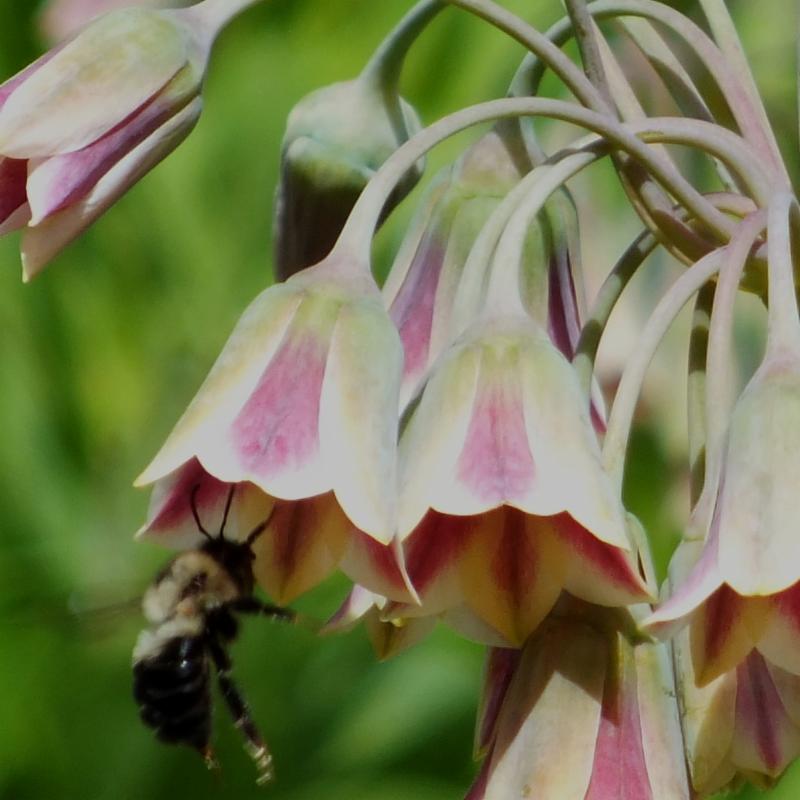 Allium siculum ssp. bulgaricum Fireworks!