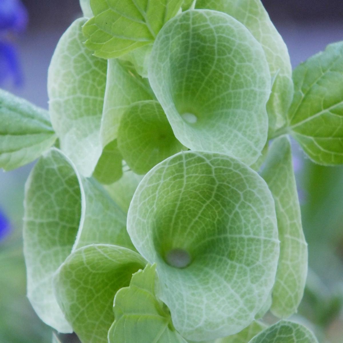 Perfect Partners: Larkspur & Bells of Ireland