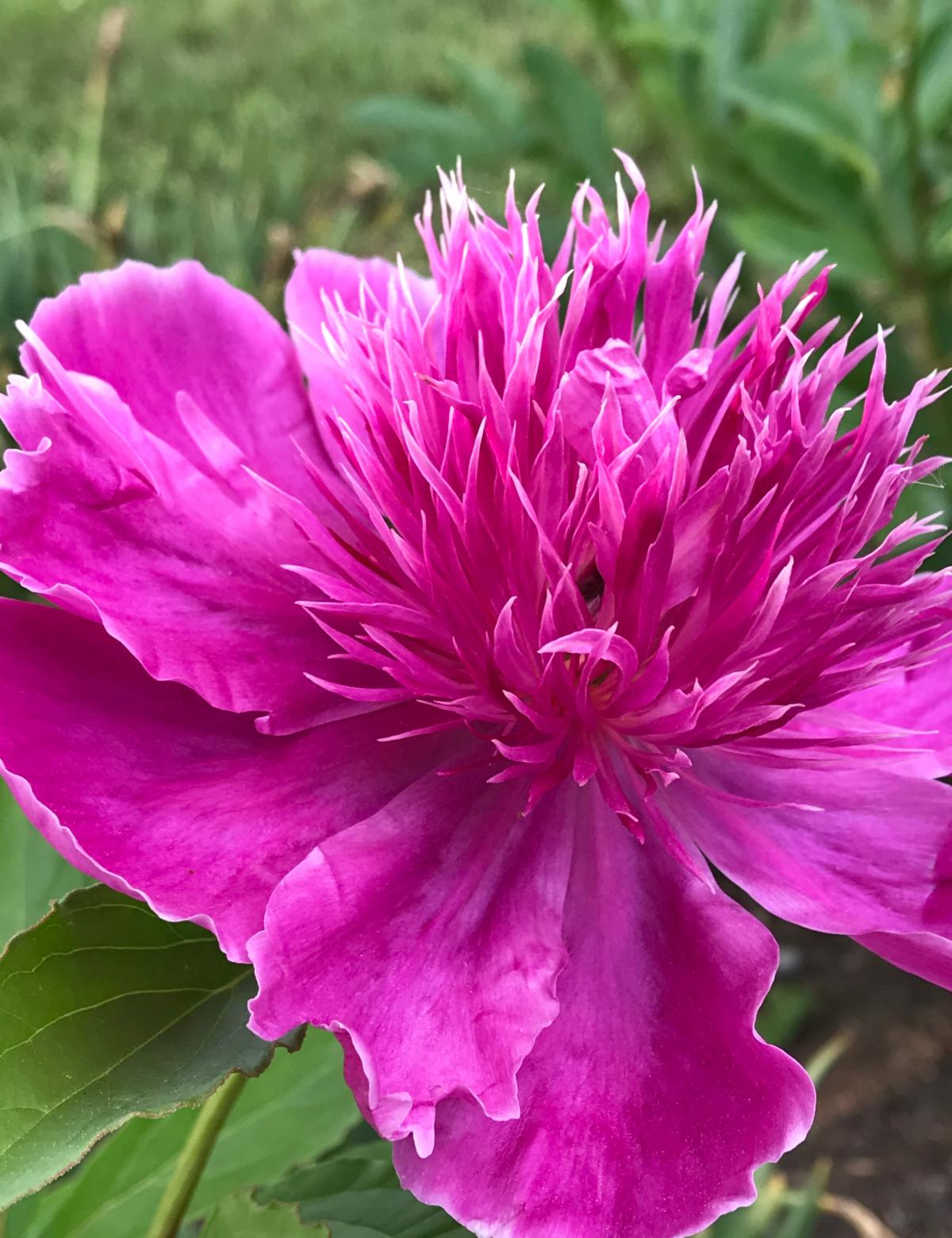 Luscious, Extravagant Peonies