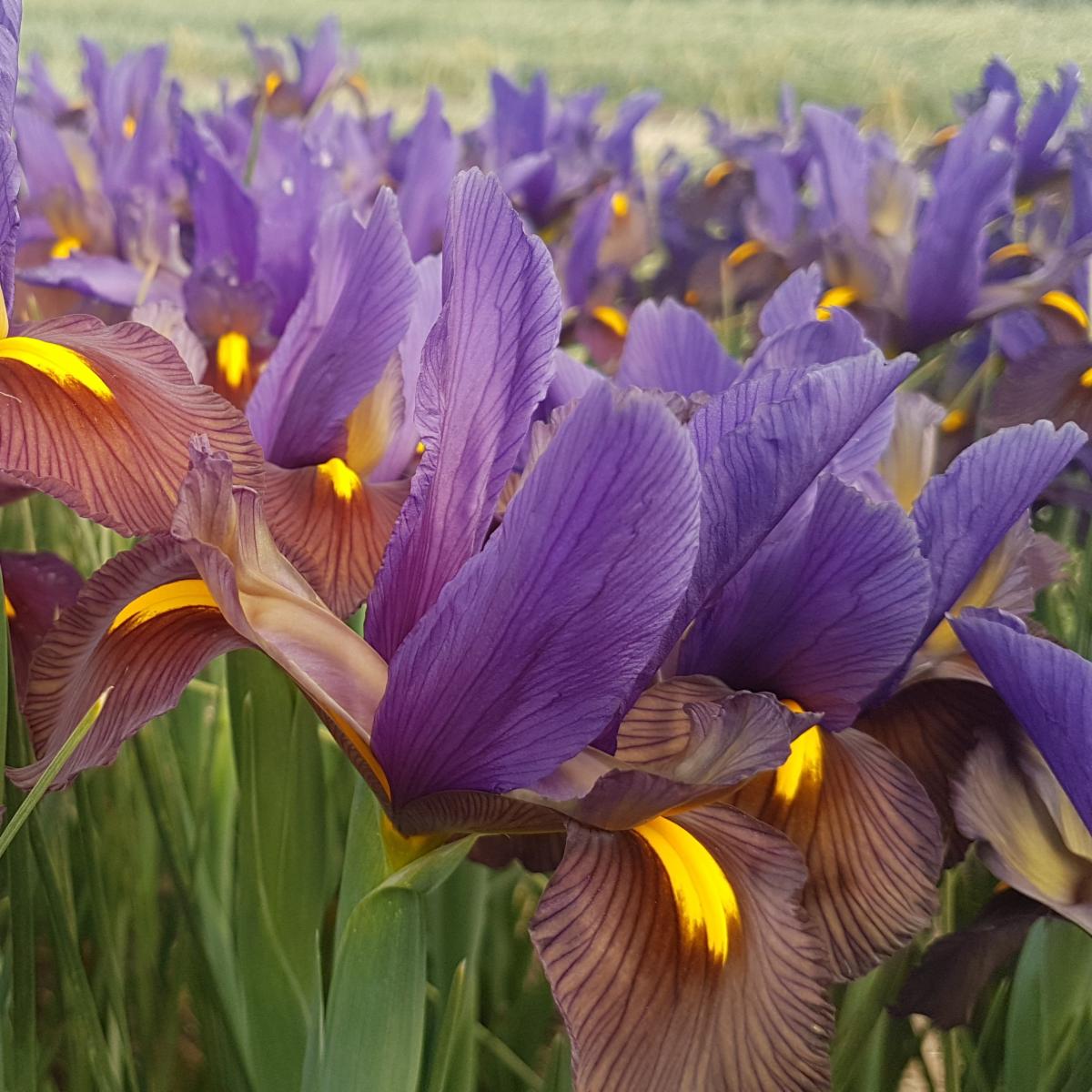 Goddess of the Rainbow: Iris hollandica