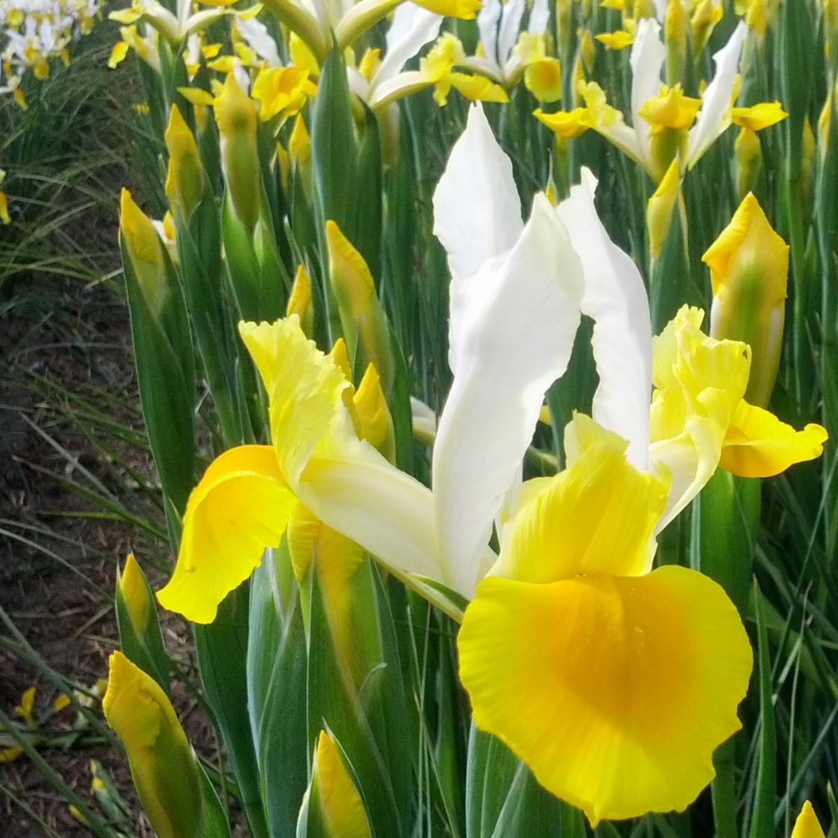Goddess of the Rainbow: Iris hollandica