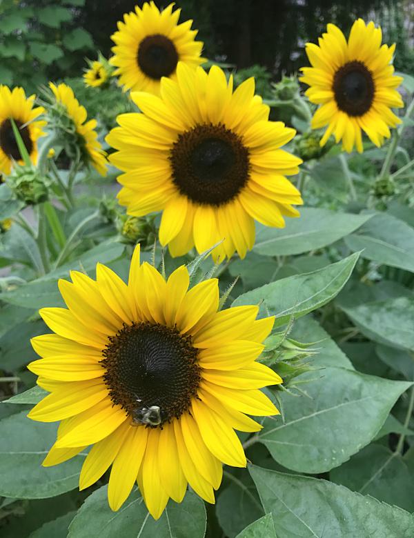 Saturday Spotlight: Over-The-Top Double Sunflowers