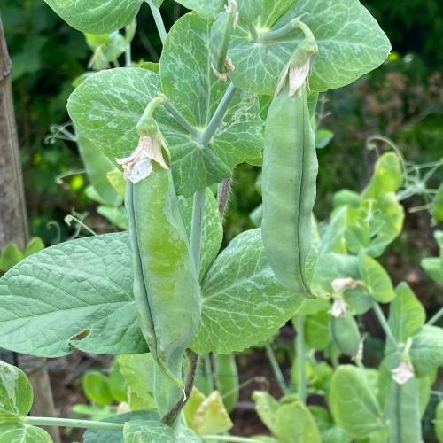 Planning for Peas