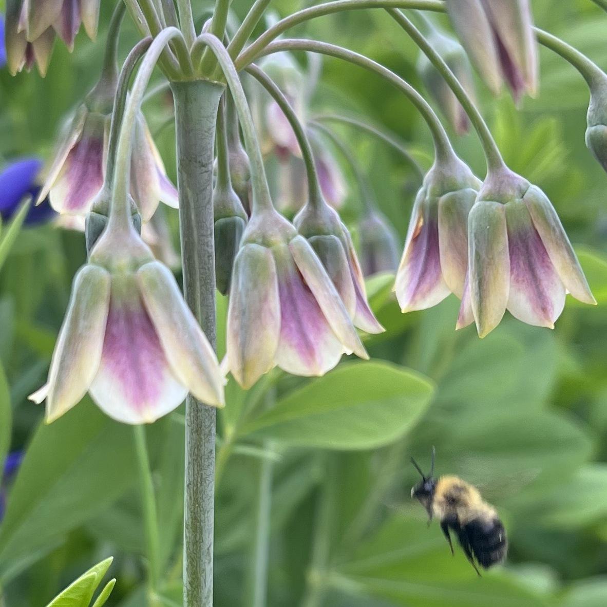 Allium siculum ssp. bulgaricum Fireworks!