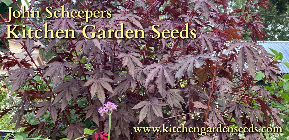 Saturday Spotlight: Mahogany Splendor Hibiscus