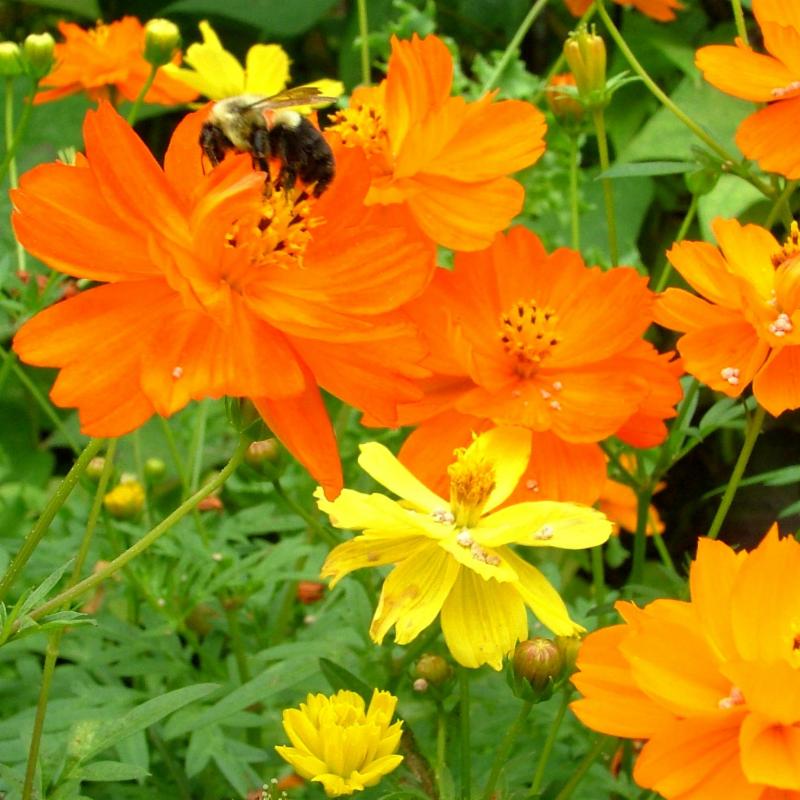 Easygoing, Easy-Growing Cosmos