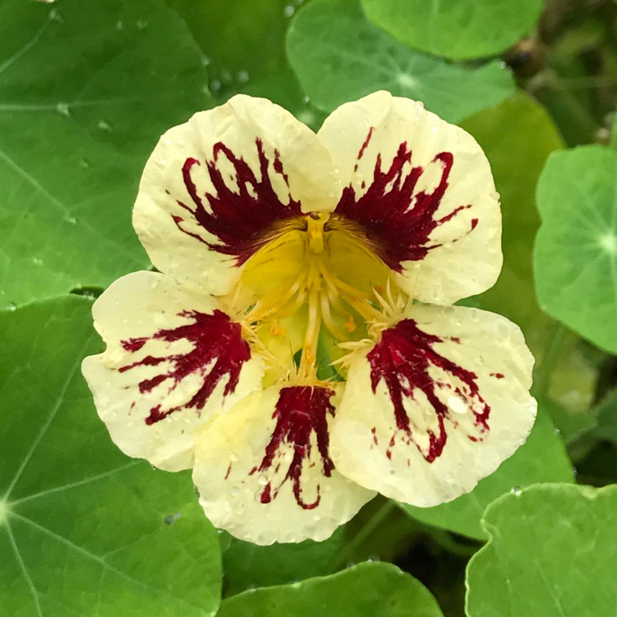Nasturtiums: Flowers You Can Eat!