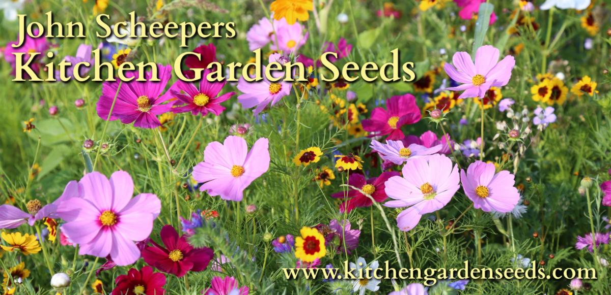 Our Mini Meadows Are Wild and Wonderful!