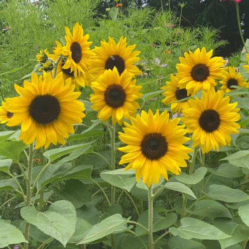 The 10 Easiest Flowers From Seeds