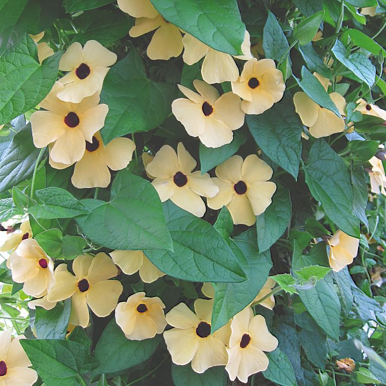 Saturday Spotlight: Black-Eyed Susan Vines