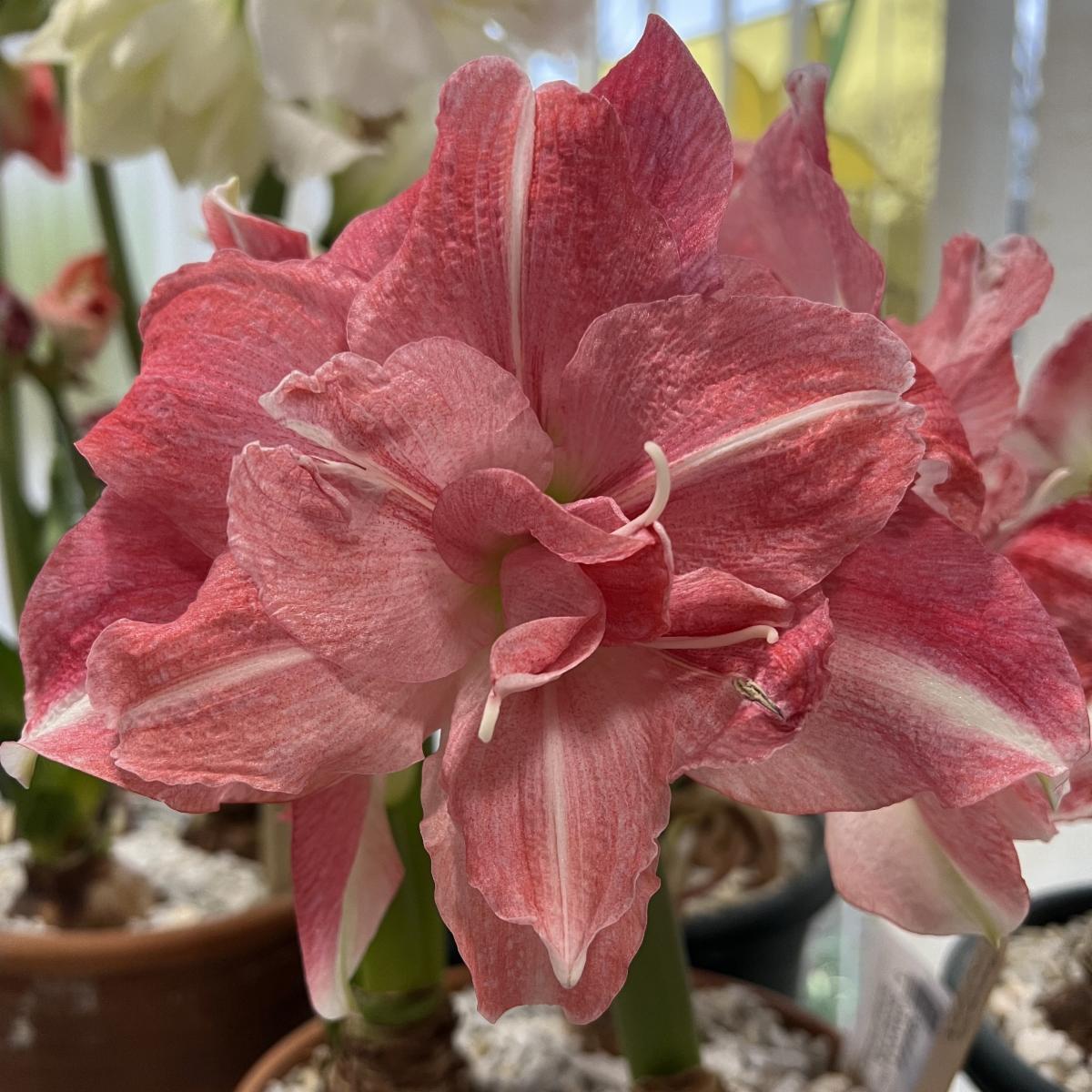 Holiday Amaryllis