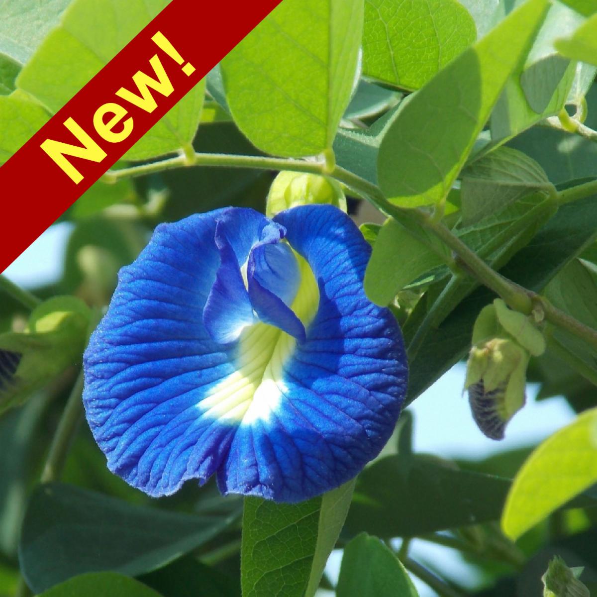 15 Flowers You Didn't Know You Needed