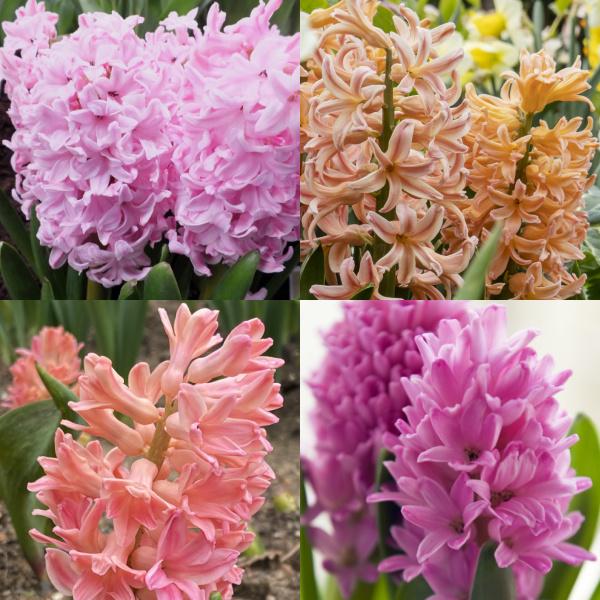 Hyacinths~The Art & Fragrance of Spring