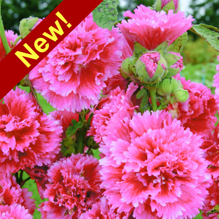 Delightful Double Flowers