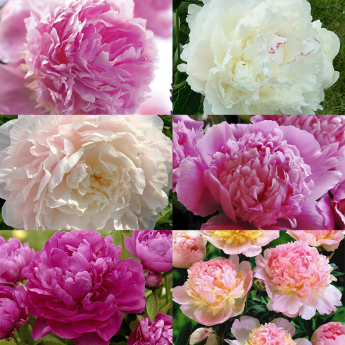 Luscious, Extravagant Peonies