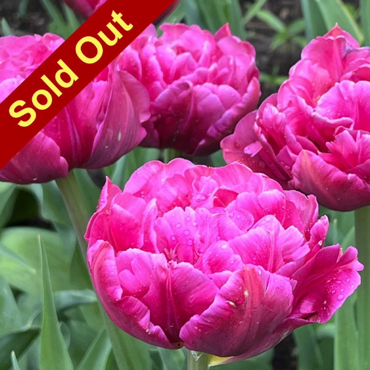 Pretty-In-Pink Tulips