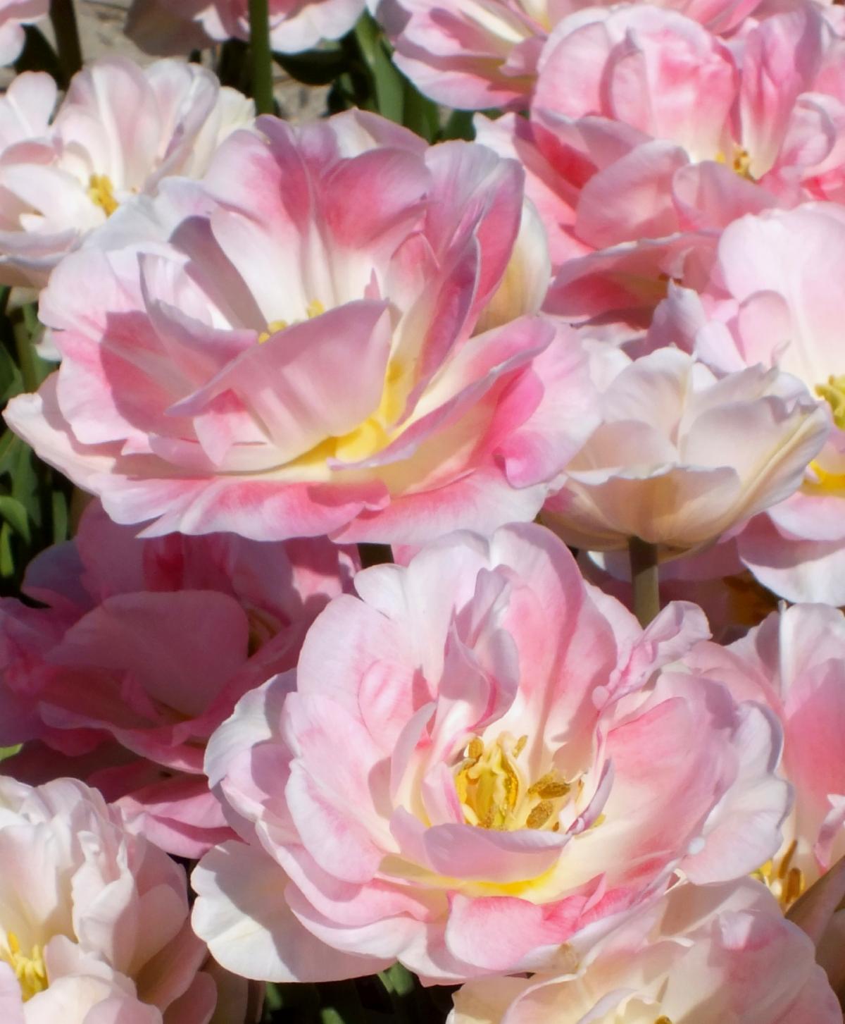 The 20%-Off Romantic Puffy Bouquet Special