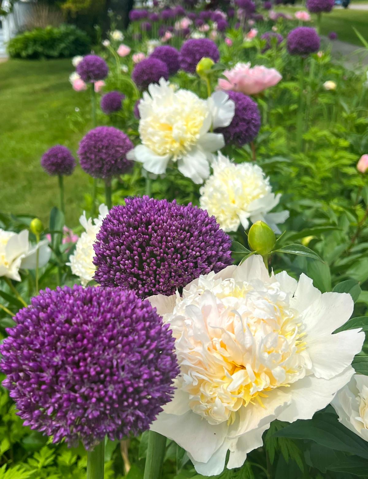Luscious, Extravagant Peonies
