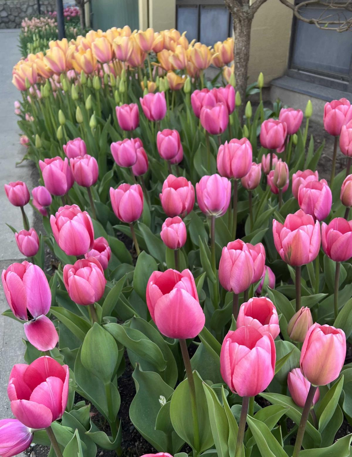 Impressive Impression Tulips