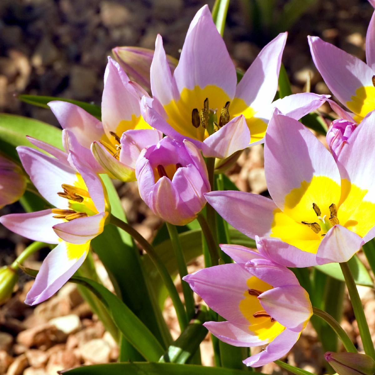 The Splendour of Species Tulips