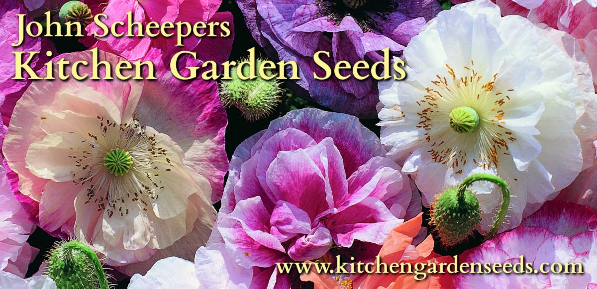 Two Lovely New Poppies to Direct-Sow Now!