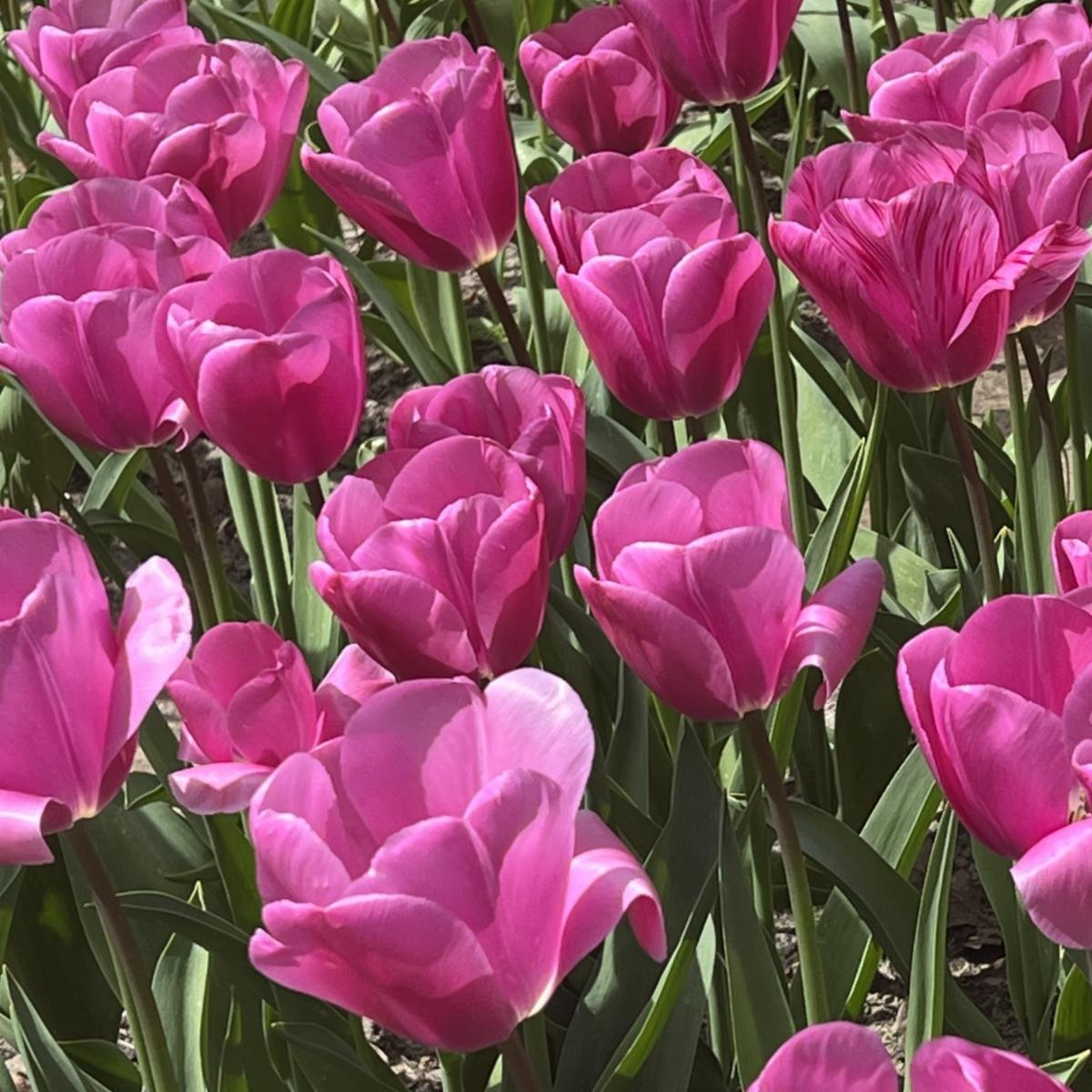 Pretty-In-Pink Tulips