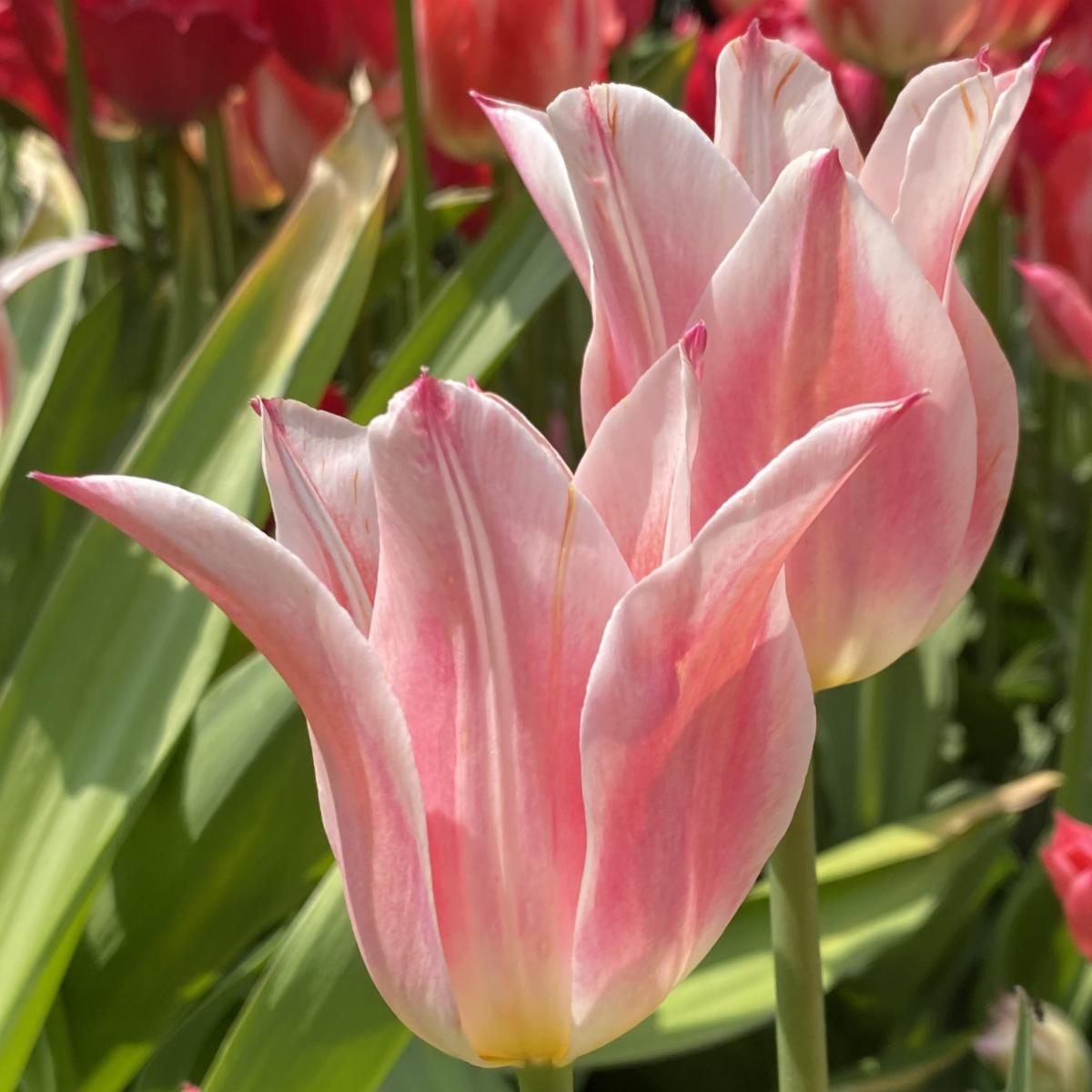 Pretty-In-Pink Tulips