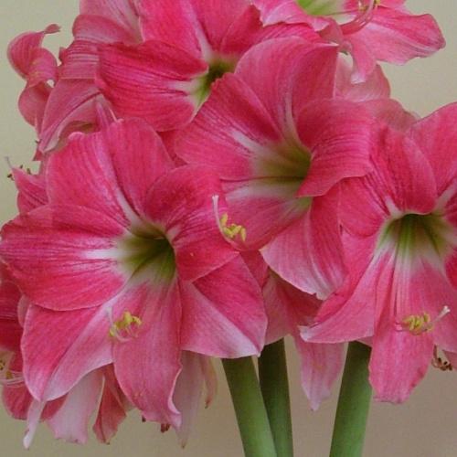 Heart-Warming Amaryllis for Winter Cheer