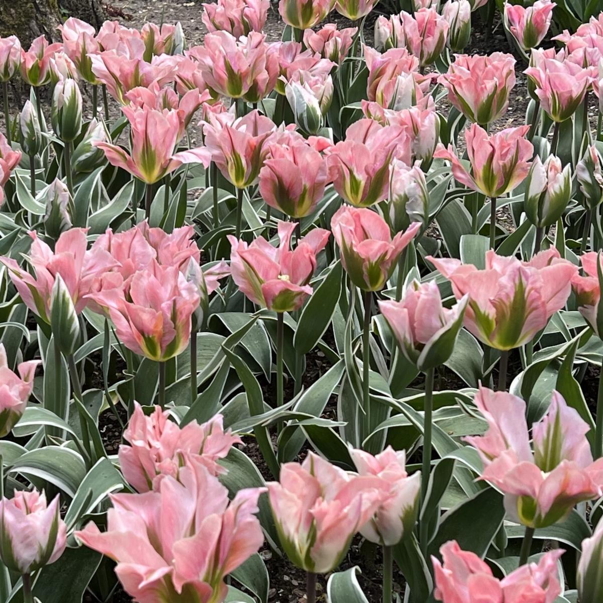 Pretty-In-Pink Tulips