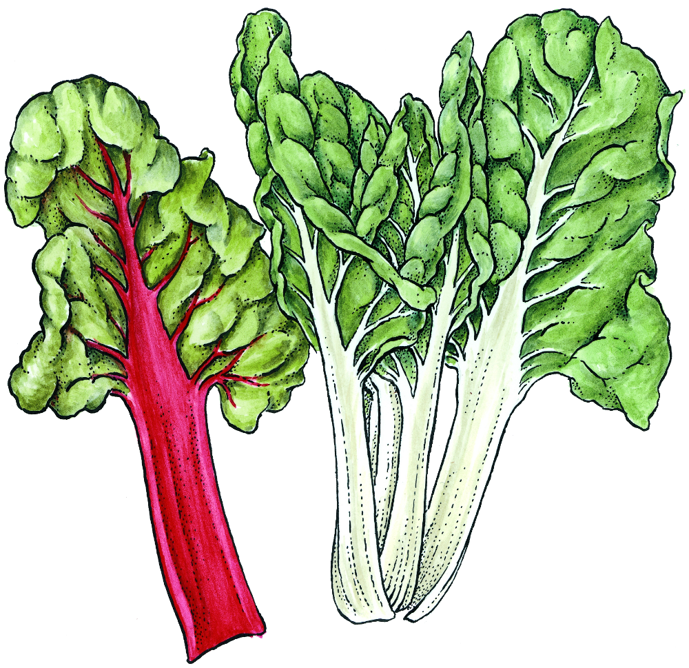 Direct-Sow It Now: Beets & Swiss Chard