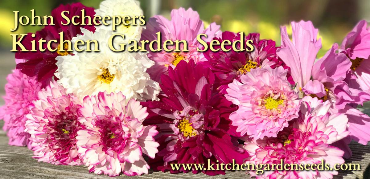 Grow Cosmos for Easy Summer Color!