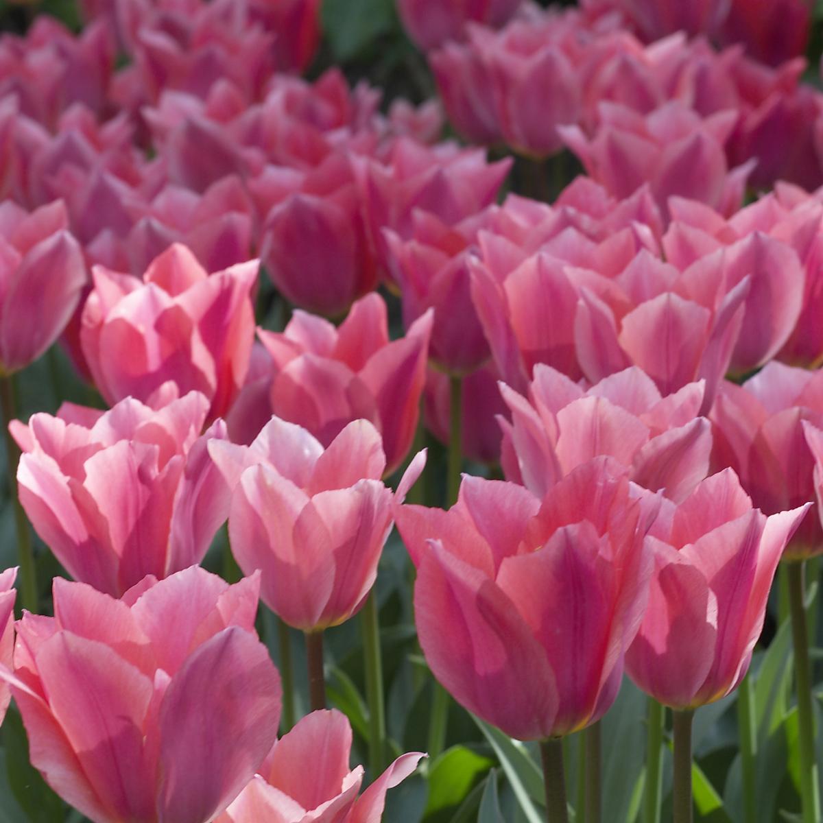Pretty-In-Pink Tulips