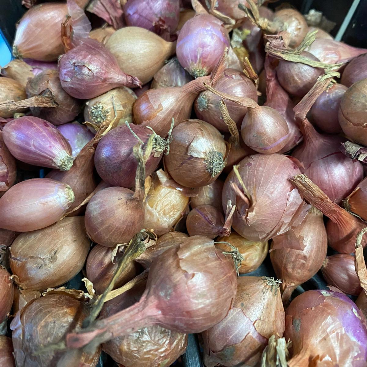 Plant Shallots This Fall for Harvest in 2024!