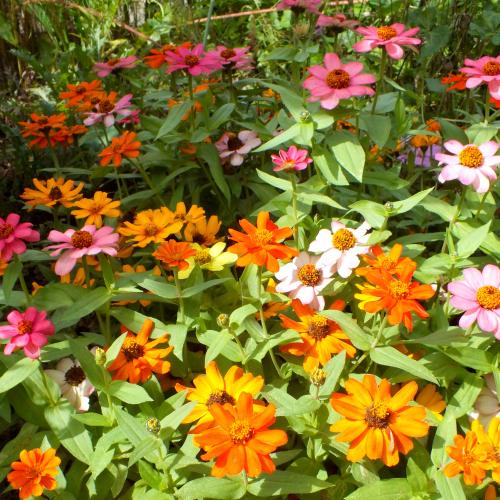 Compact, Flower-Packed Zahara Zinnias