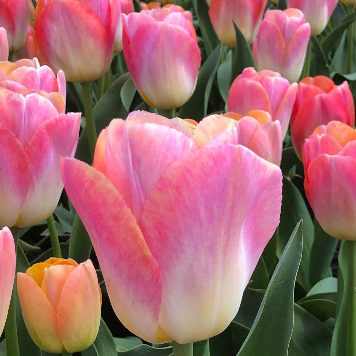 Pretty-In-Pink Tulips