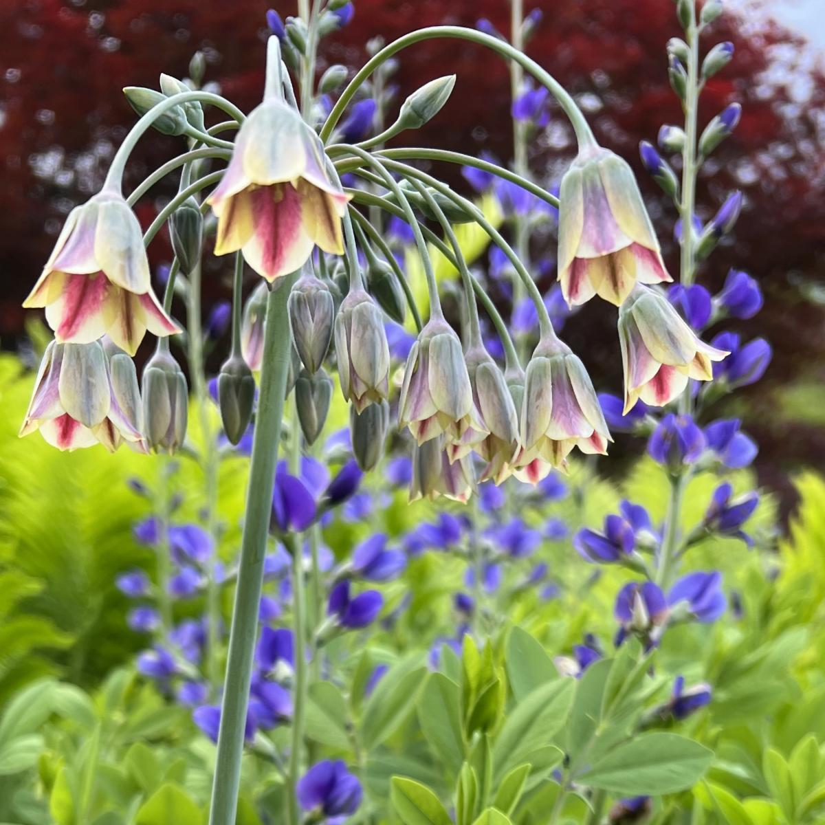 Allium siculum ssp. bulgaricum Fireworks!