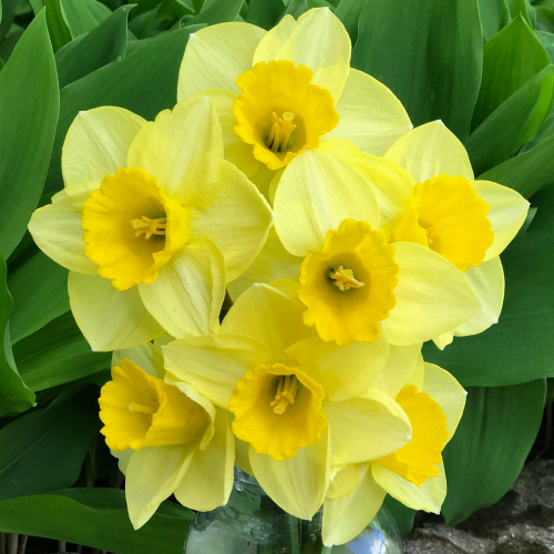 Luscious Large Cupped Narcissi