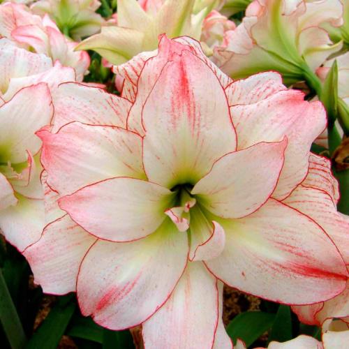 Heart-Warming Amaryllis for Winter Cheer