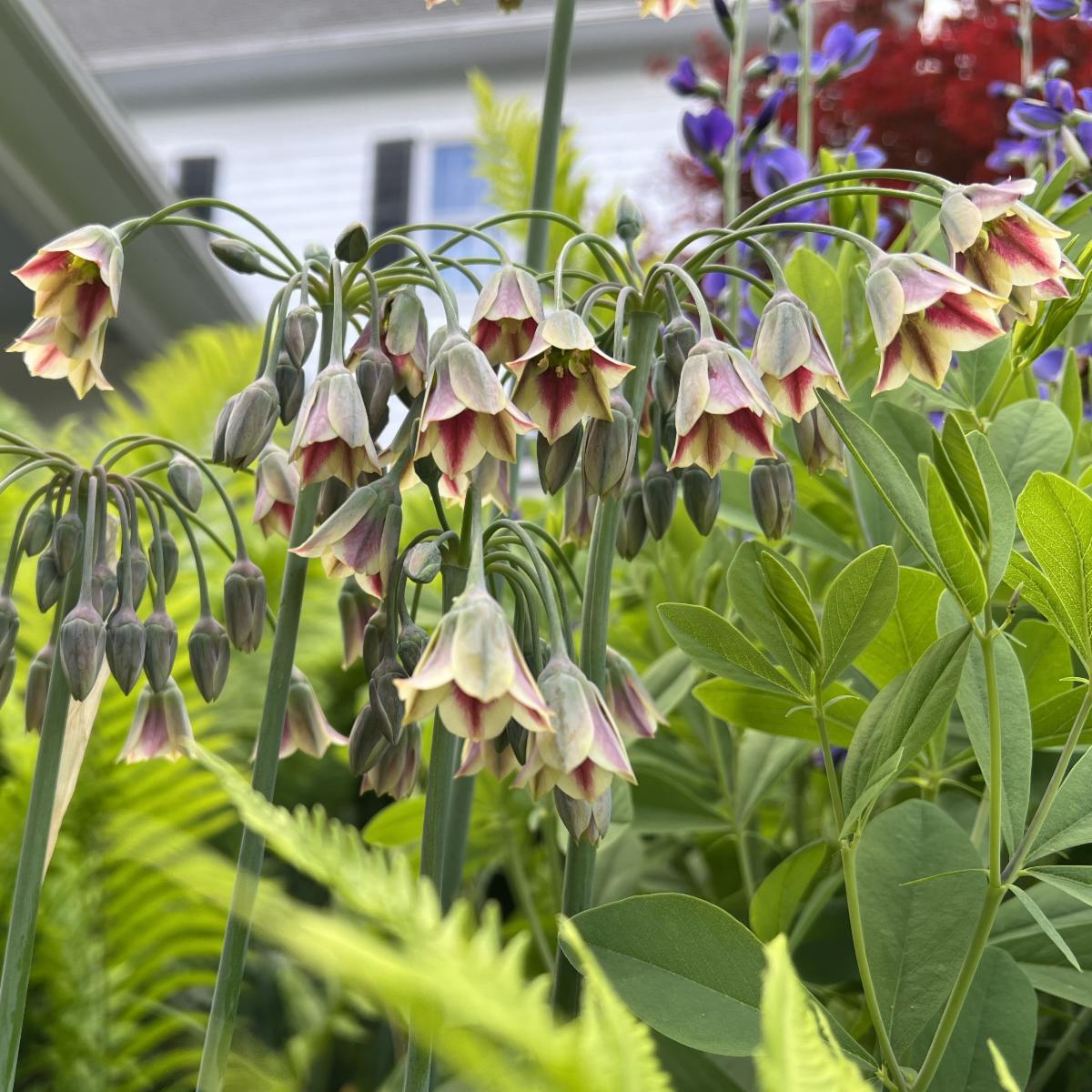 Allium siculum ssp. bulgaricum Fireworks!