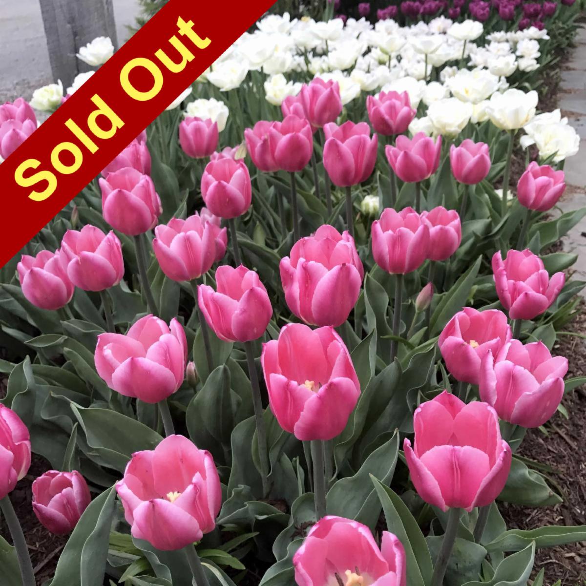 Pretty-In-Pink Tulips