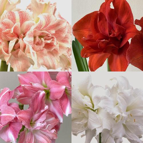 Holiday Amaryllis