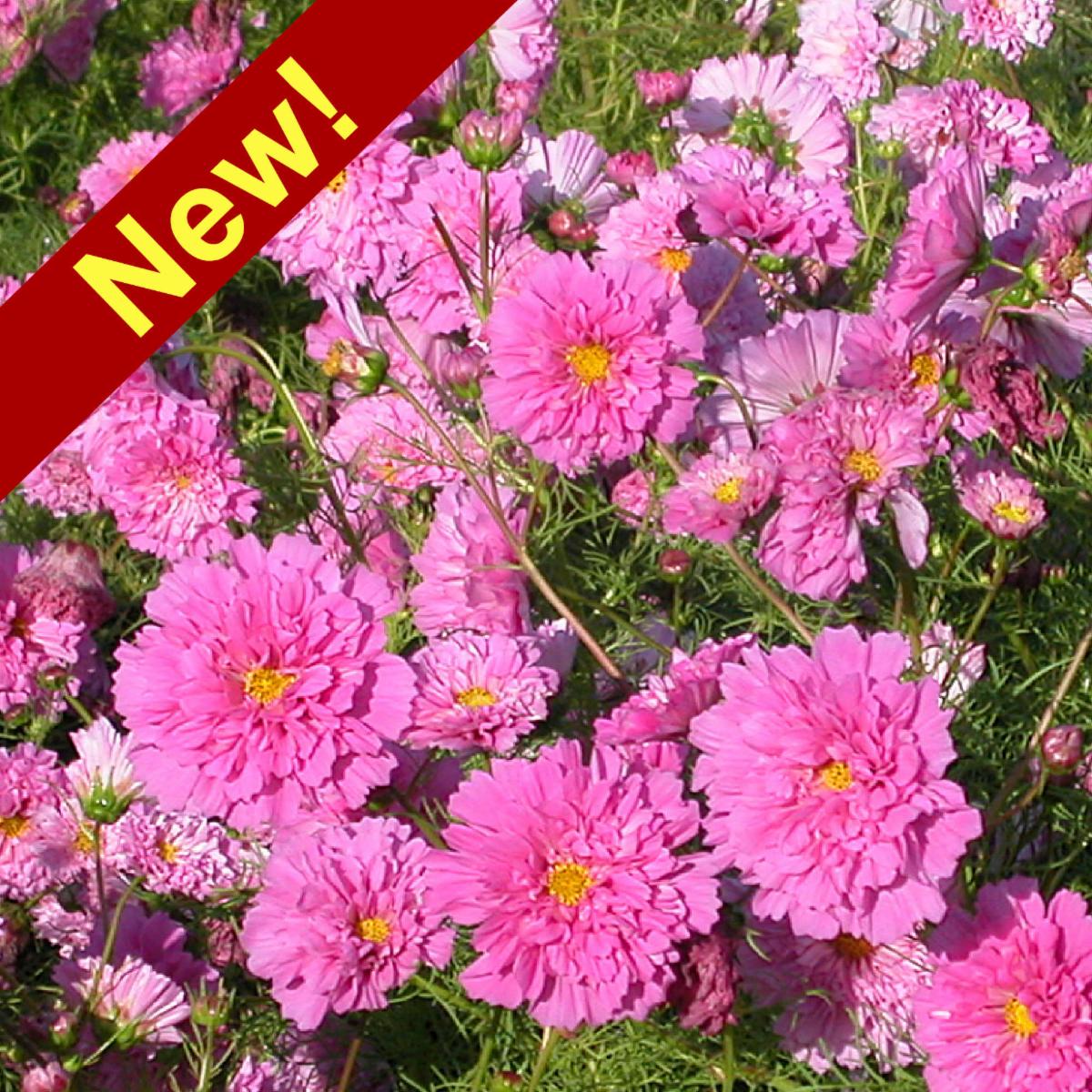 The New Faces of Cosmos